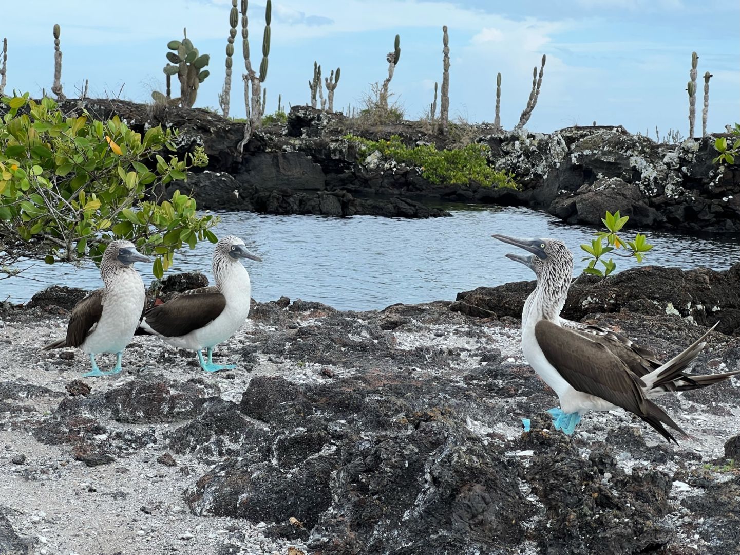 Ecuador & Galapagos College Summer Program | Pacific Discovery